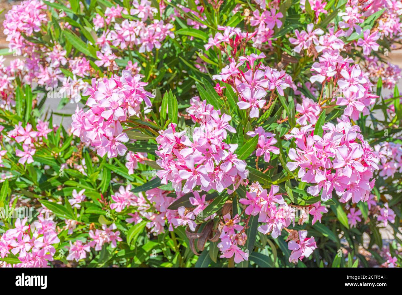 Oleander farming flora hi-res stock photography and images - Alamy