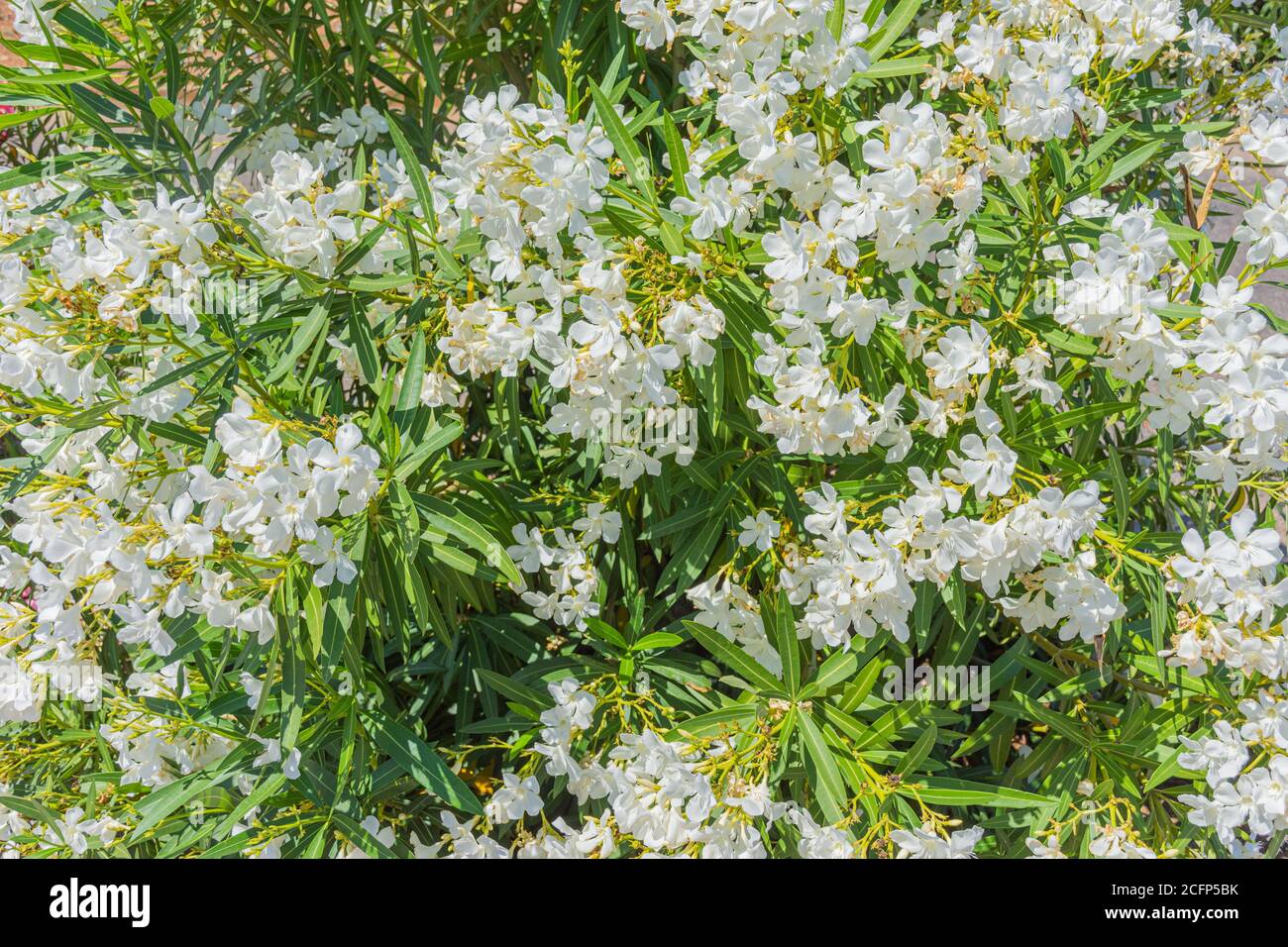 Oleander farming flora hi-res stock photography and images - Alamy