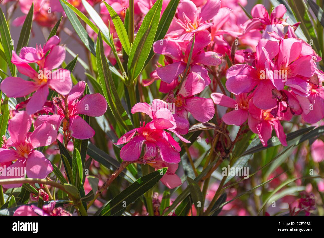 Oleander farming flora hi-res stock photography and images - Alamy