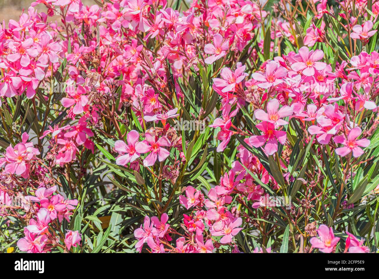 Oleander farming flora hi-res stock photography and images - Alamy