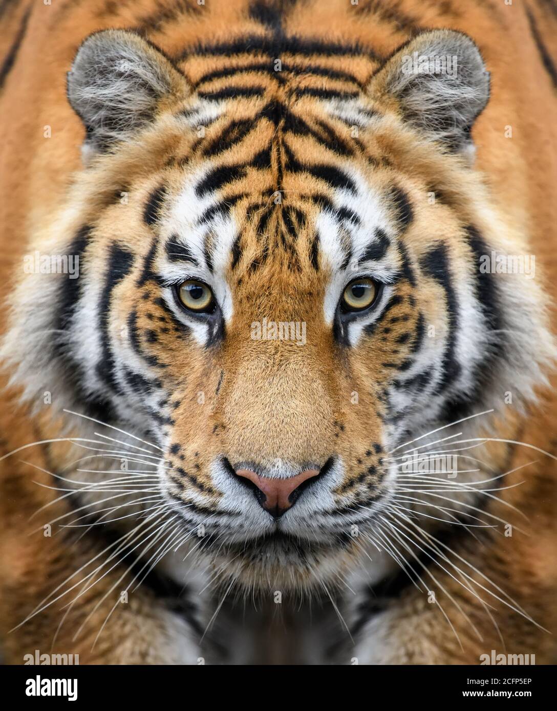 Tiger face close up portrait hi-res stock photography and images - Alamy