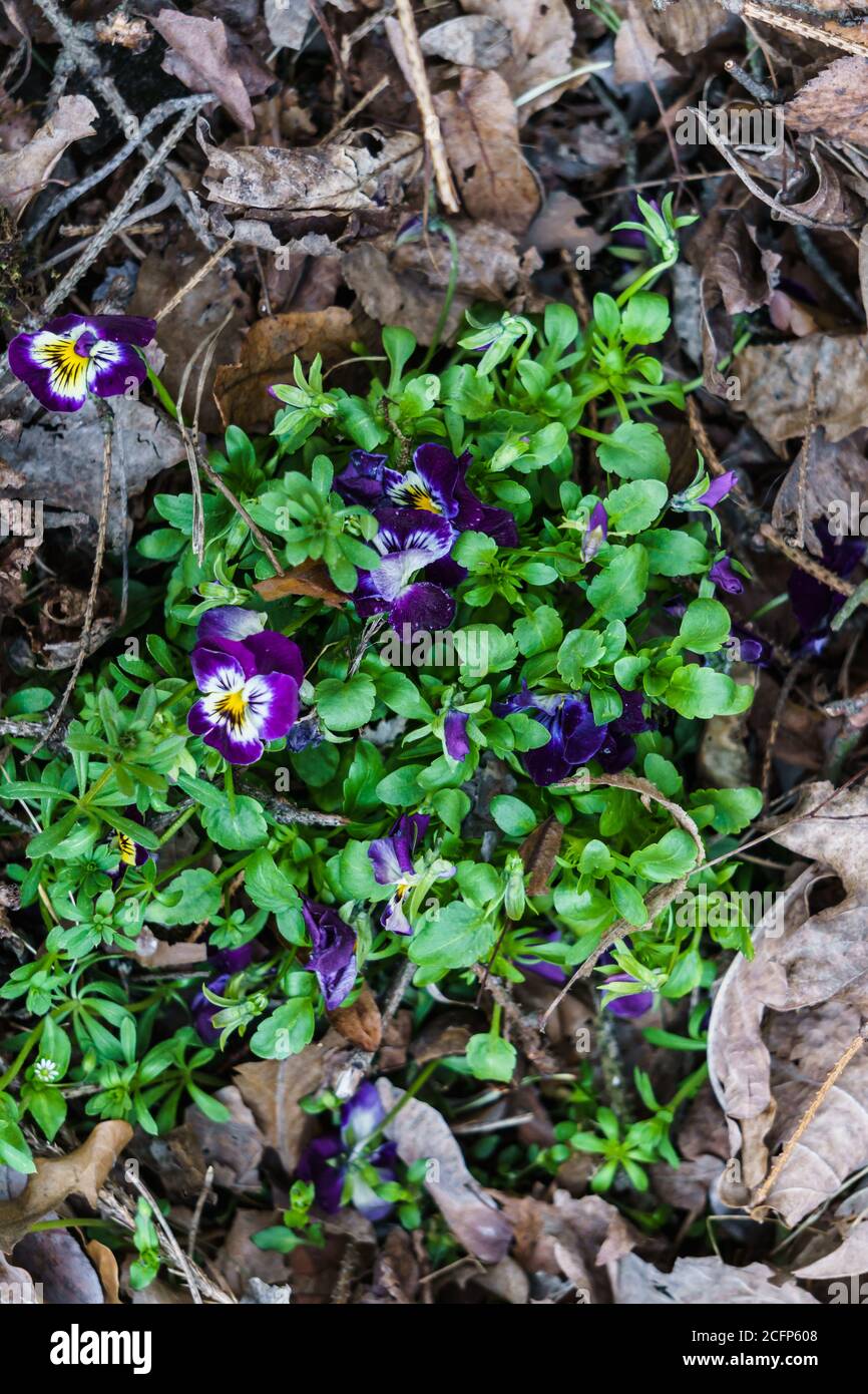 Forest violet with purple flowers in a clearing in the spring forest ...