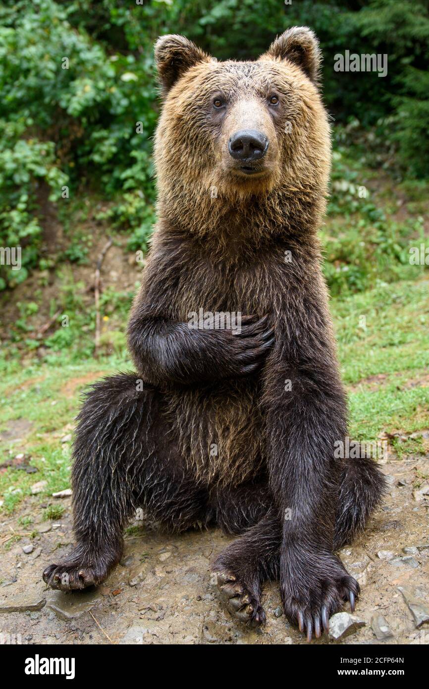 Close up brown bear sitting in funny pose in summer forest Stock Photo ...