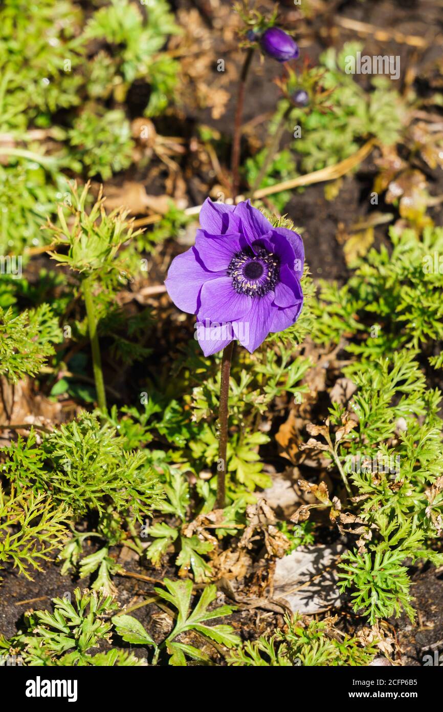 Beautiful blooming of purple anemone flowers on a flowerbed in the ...