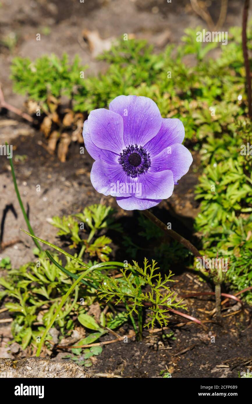 Beautiful blooming of purple anemone flowers on a flowerbed in the ...