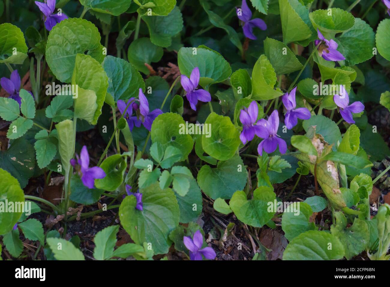 Forest violet with purple flowers in a clearing in the spring forest ...
