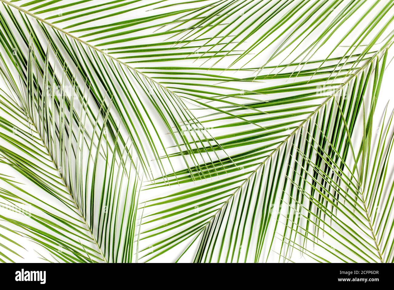 Texture made of tropical Phoenix palm leaves, leaf on white background ...