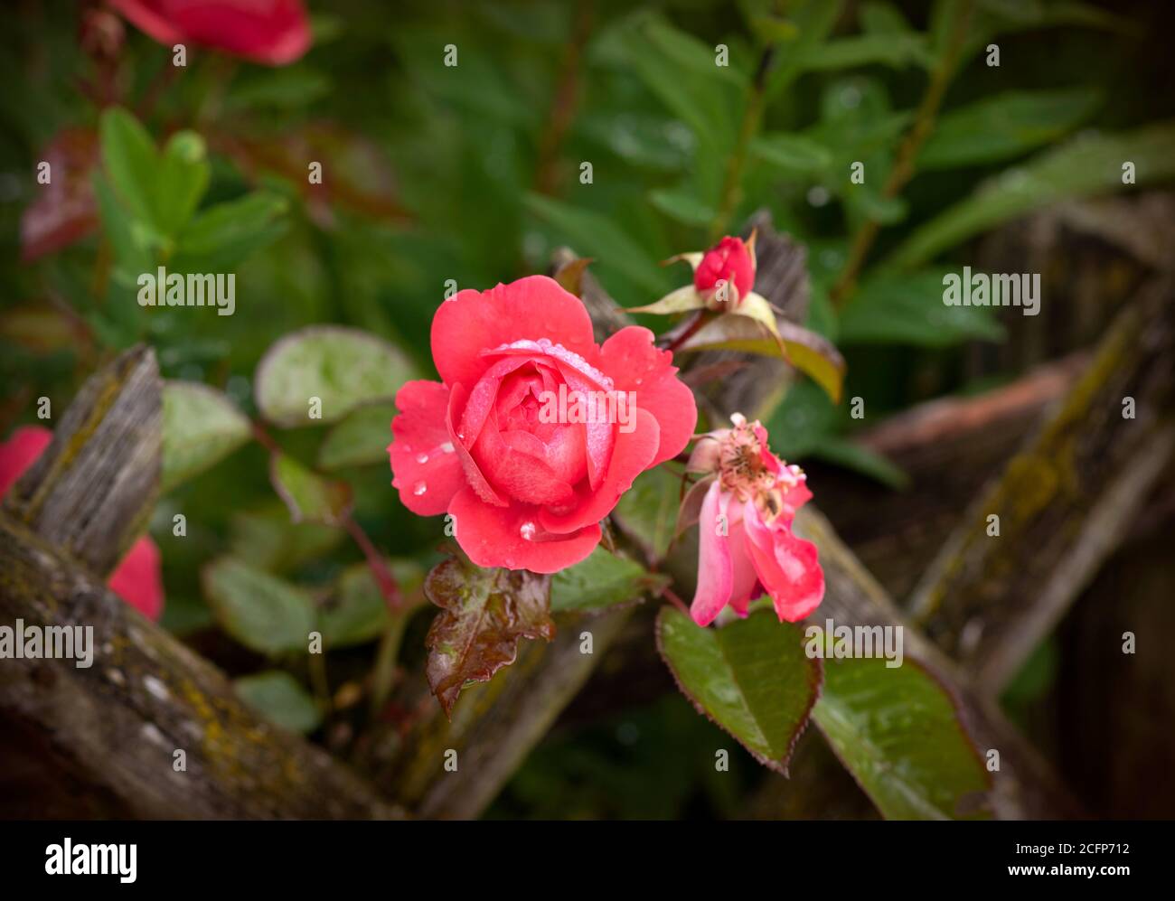 Beautiful pink roses after rain, covered with raindrops. Bush of pink ...