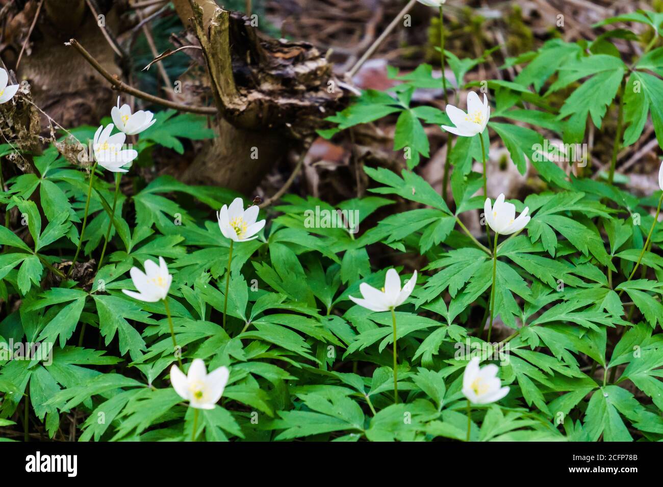 White forest anemones in the forest - wood anemone, anemone. The first ...