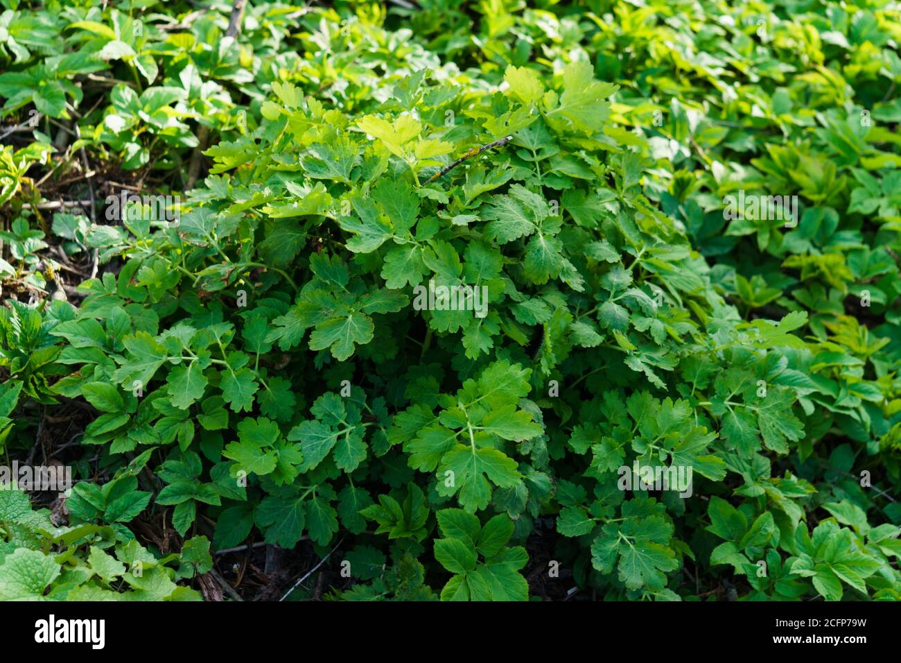 Photo of a celandine plant. Celandine with fluffy green leaves. Healing ...