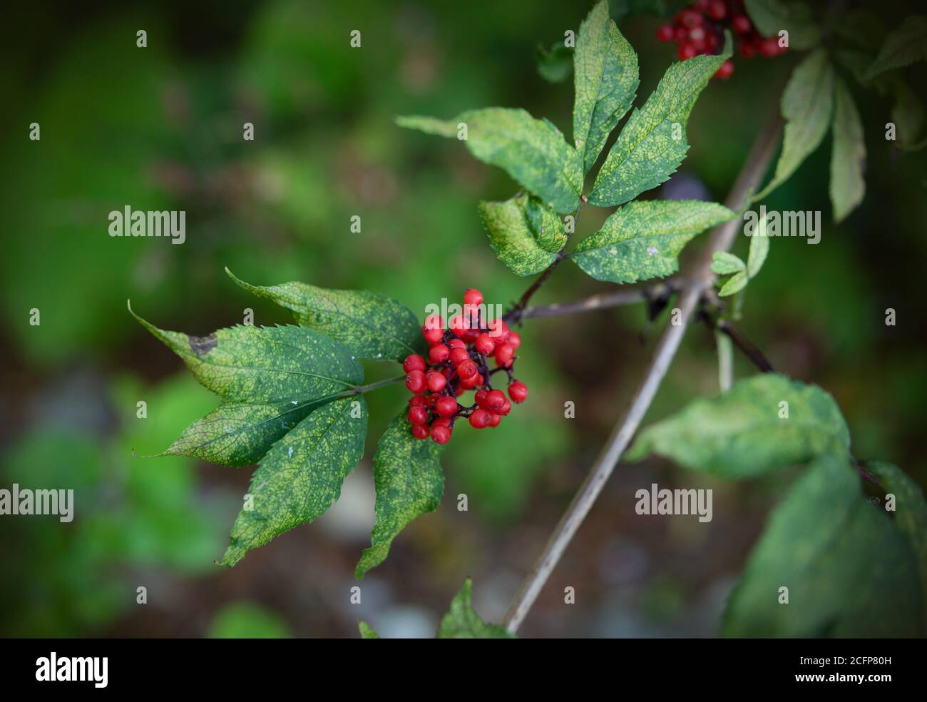 Branch with red berries. Juicy wild red berries Stock Photo - Alamy