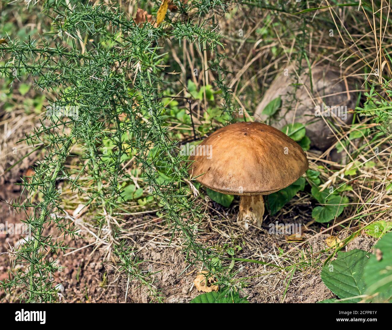 Brown Birch bolete mushroom, leccinum scabrum, growing on forest floor ...