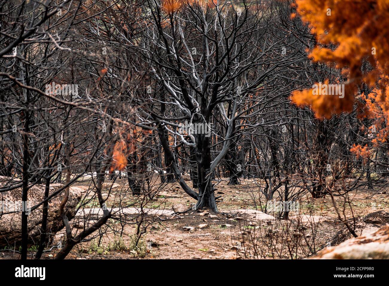 Burned trees after a forest fire Stock Photo - Alamy