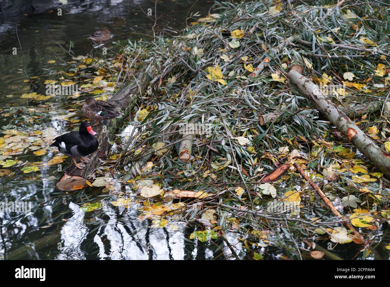 Pond with tree branches and ducks Stock Photo - Alamy