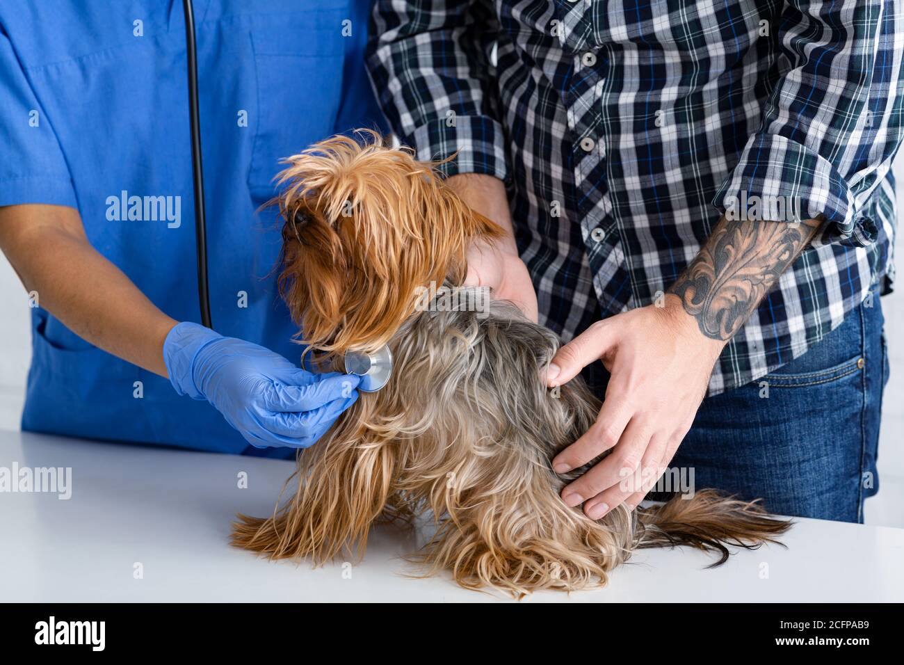 Visit to veterinarian. Closeup of vet doctor doing checkup of cute dog ...
