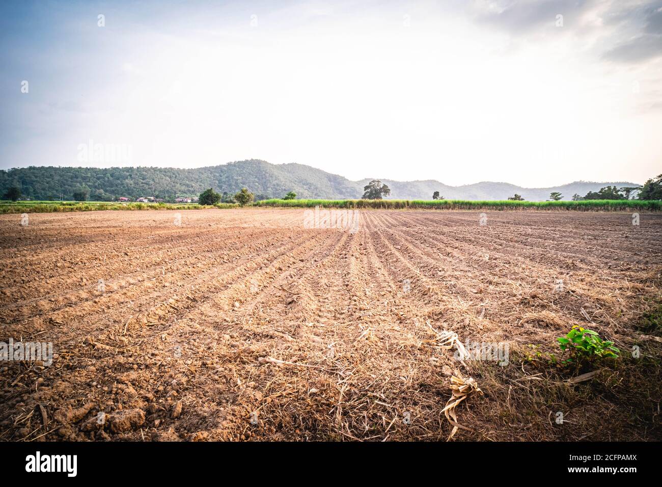 Soil preparation for rice cultivation and the rice field with mountain ...