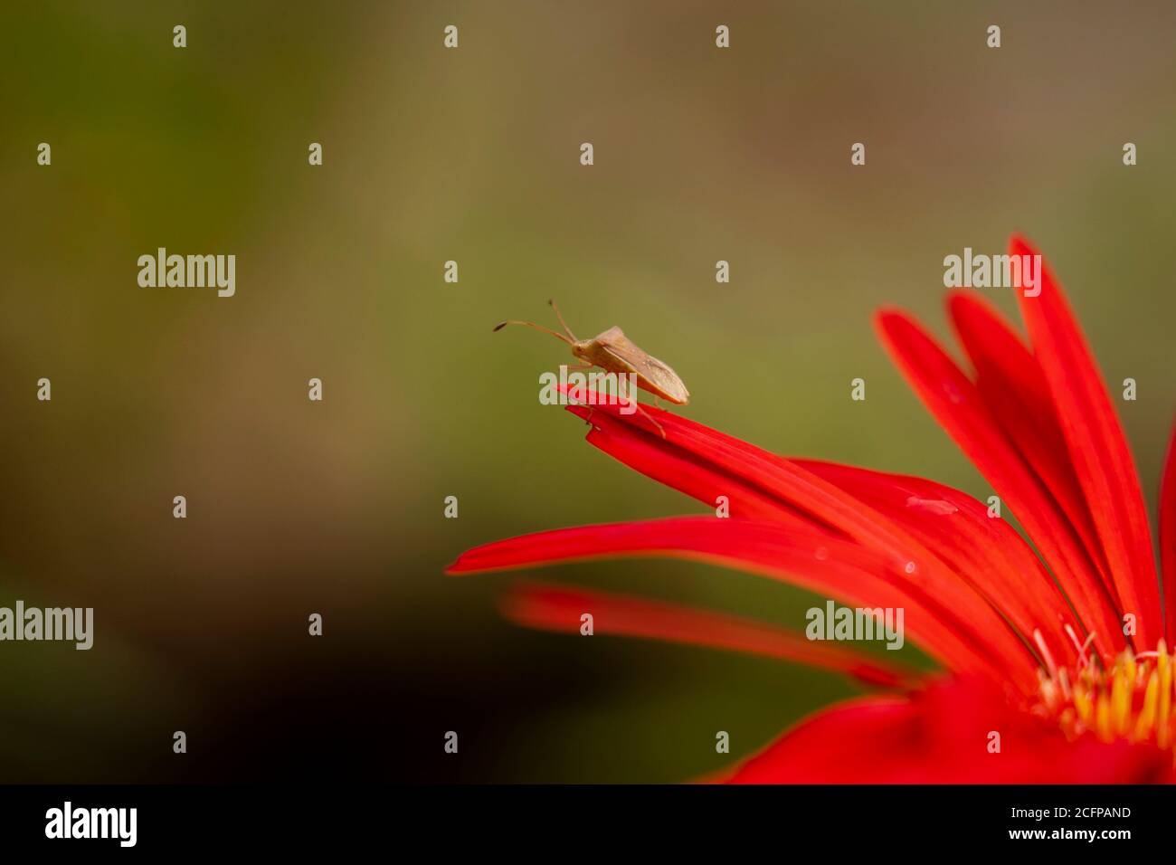 Long flower hi-res stock photography and images - Alamy