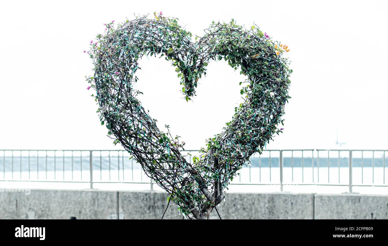 Heart shaped gate decorate with purple pink and green bougainvillea ...