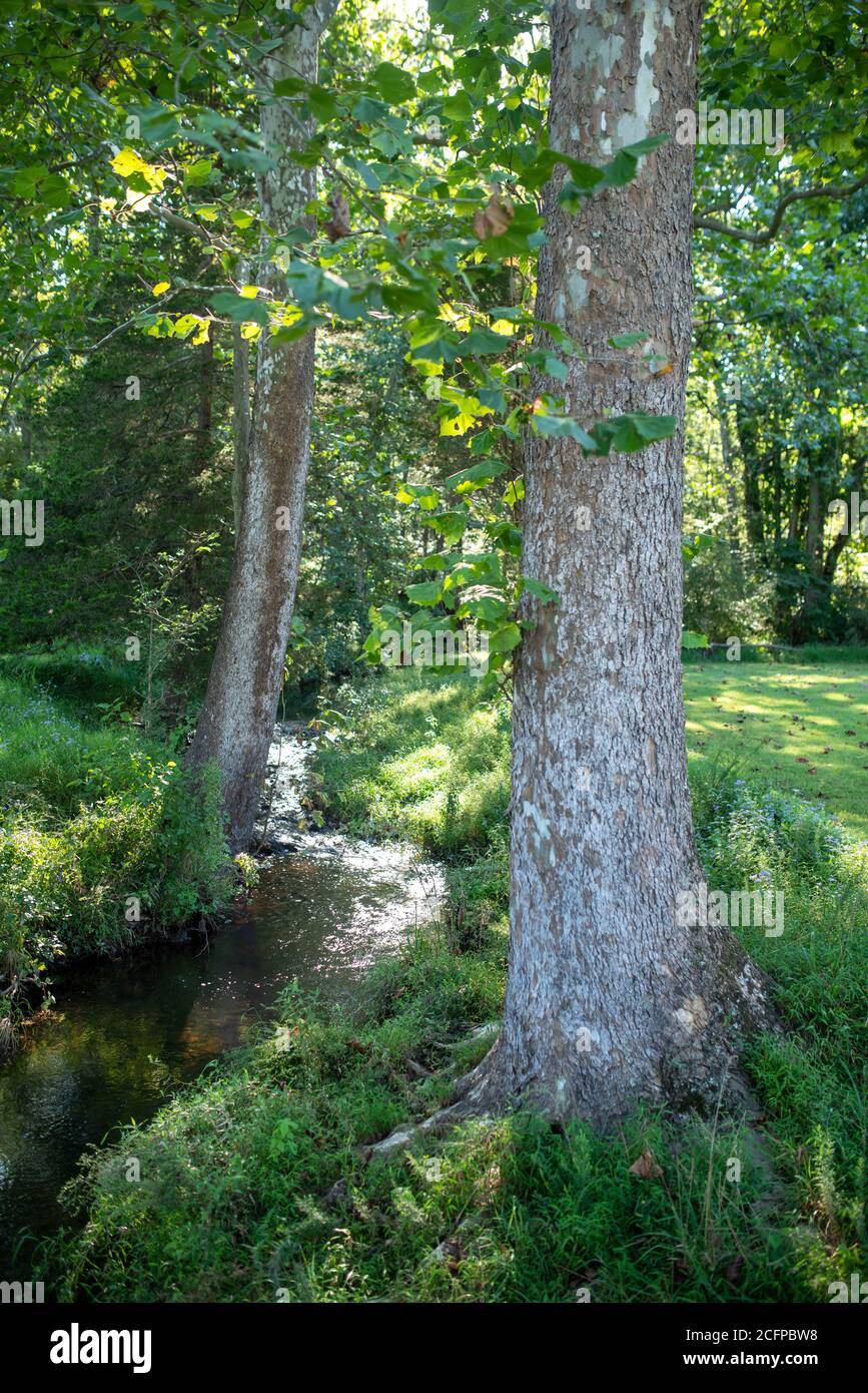 Two curving trees hi-res stock photography and images - Alamy