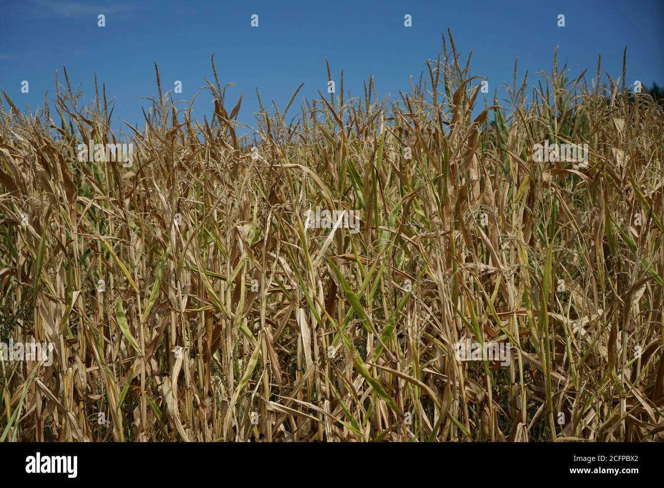 Cropfield hi-res stock photography and images - Alamy