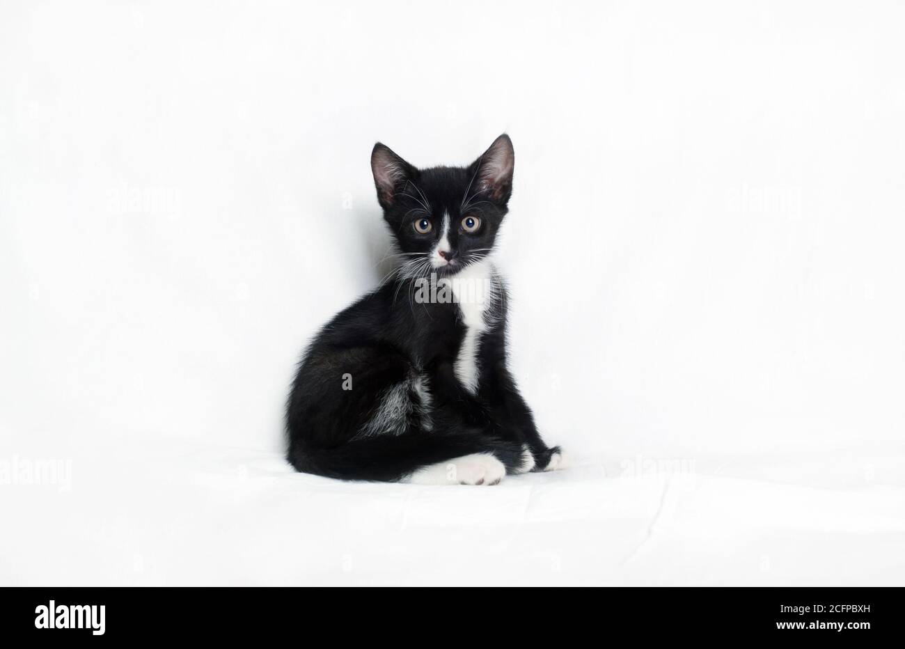 Black and white spotted cat sitting on a white sheet Stock Photo - Alamy