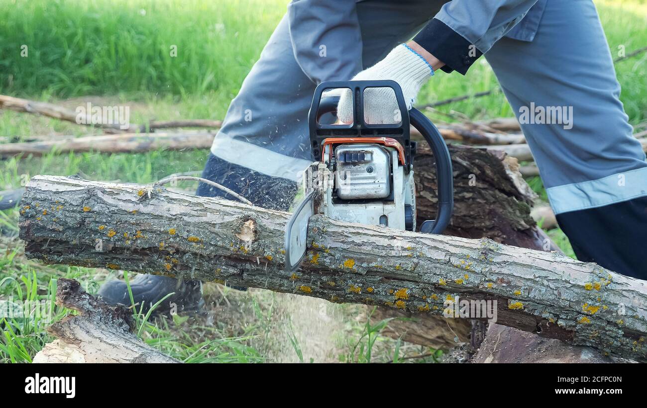 Woodcutter saws dry tree hi-res stock photography and images - Alamy