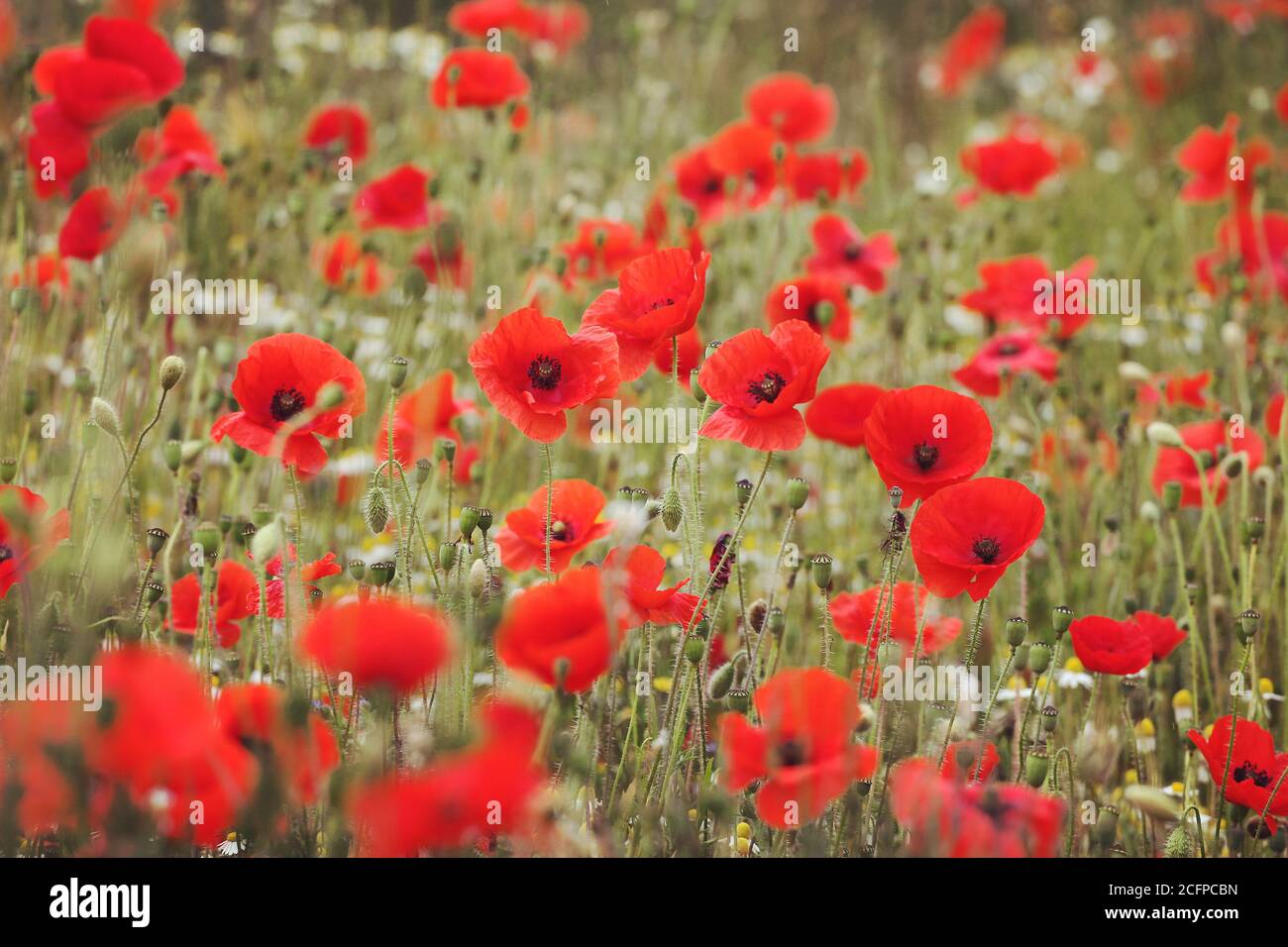 Common poppies flowering in a hay meadow in Guildford, Surrey, UK Stock ...