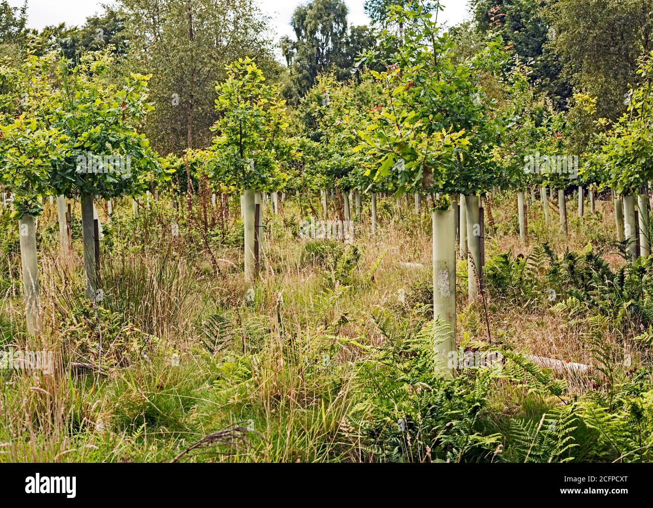 Landscape image of newly planted oak trees in forested plantation ...