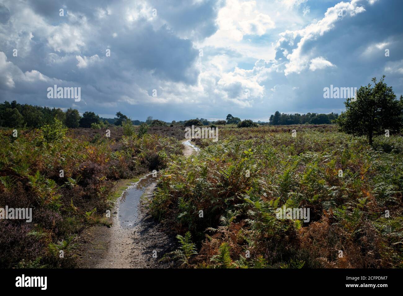 Sutton Heath Suffolk England Stock Photo - Alamy