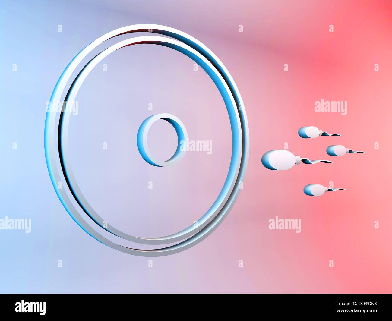 Illustration of an ovum fertilization by sperm 3D - perfect for ...