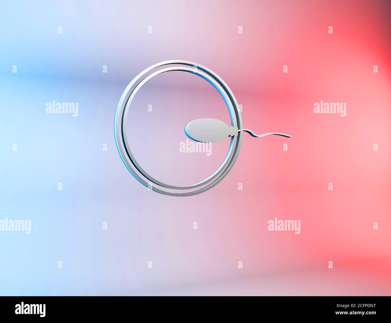 Illustration of an ovum fertilization by sperm 3D - perfect for ...