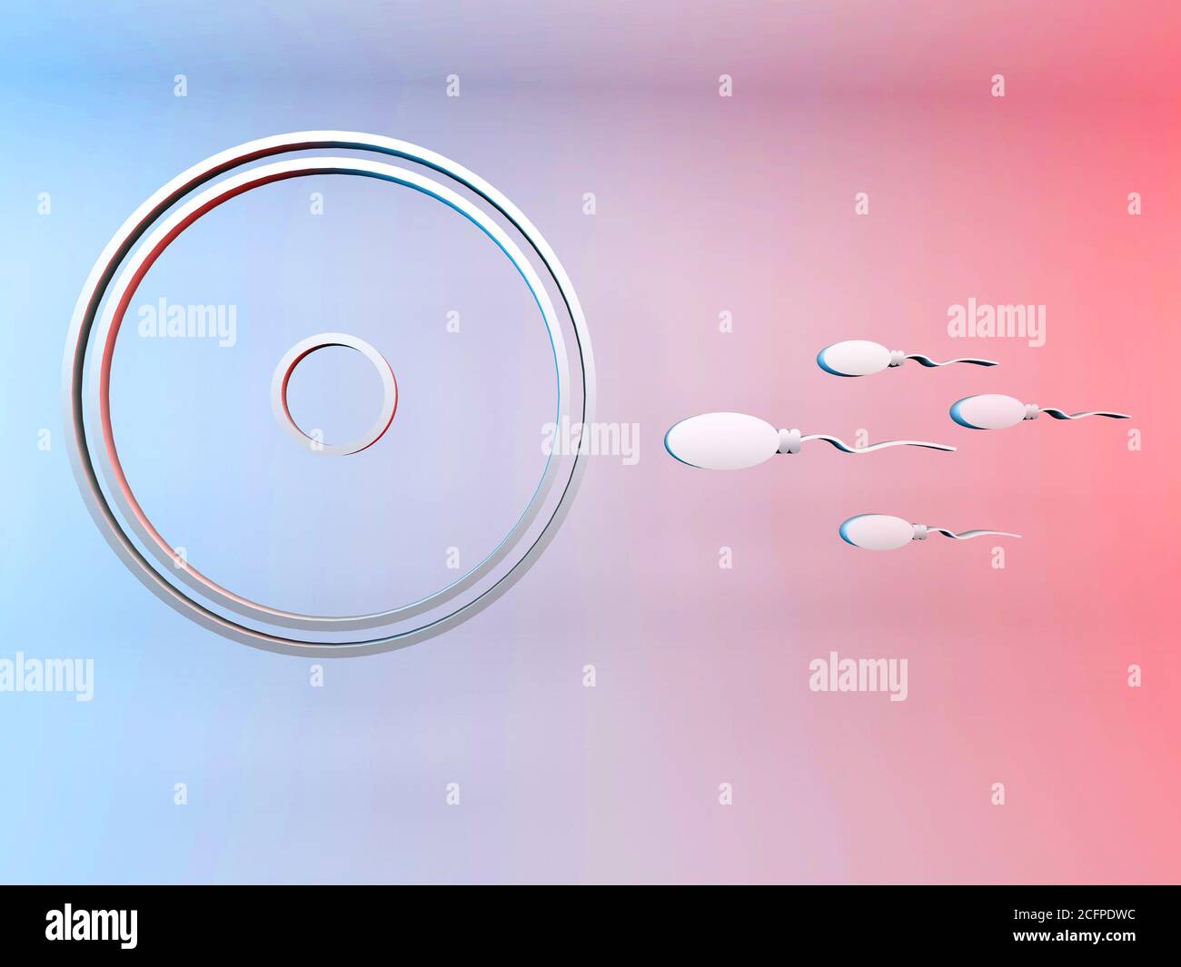 Illustration of an ovum fertilization by sperm 3D - perfect for ...