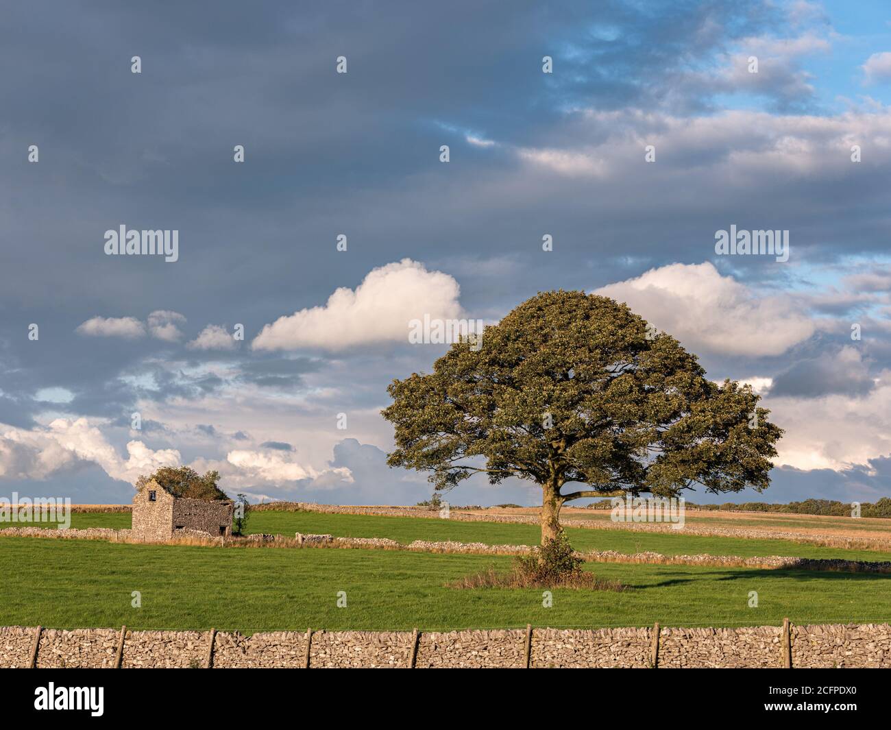 Loan tree hi-res stock photography and images - Alamy