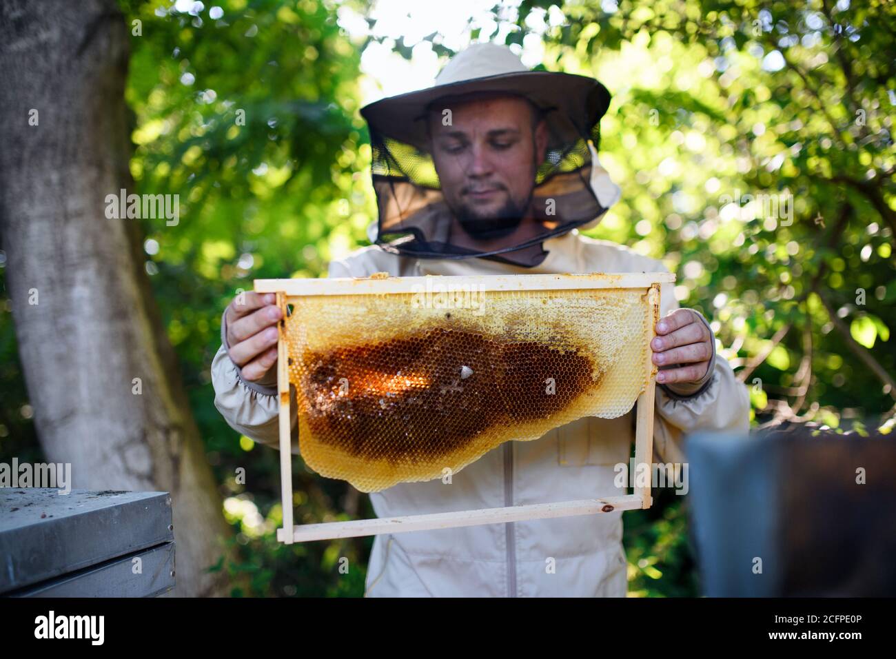 Man beekeeper holding honeycomb frame in apiary Stock Photo - Alamy