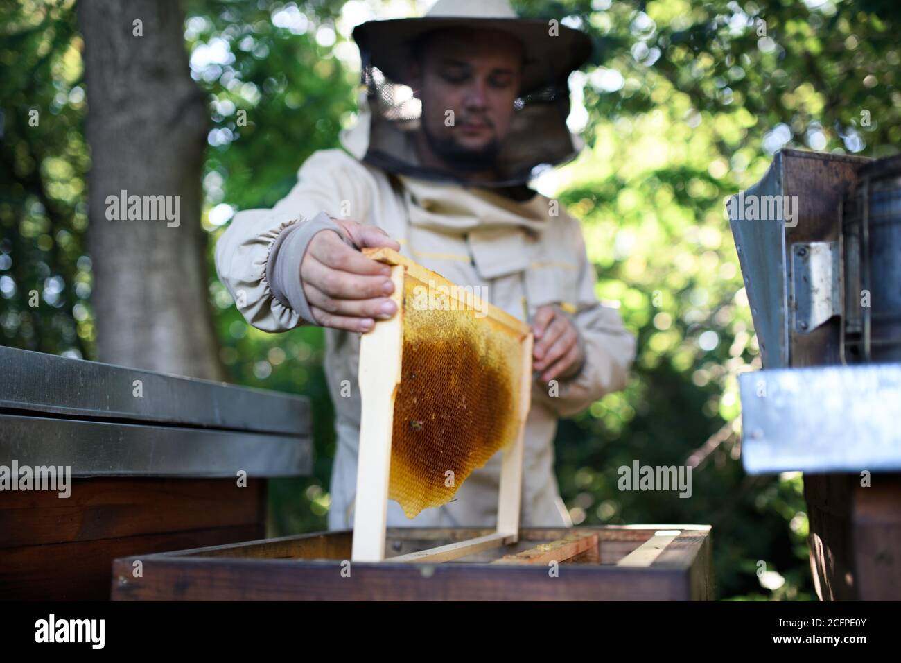 Man beekeeper holding honeycomb frame in apiary Stock Photo - Alamy