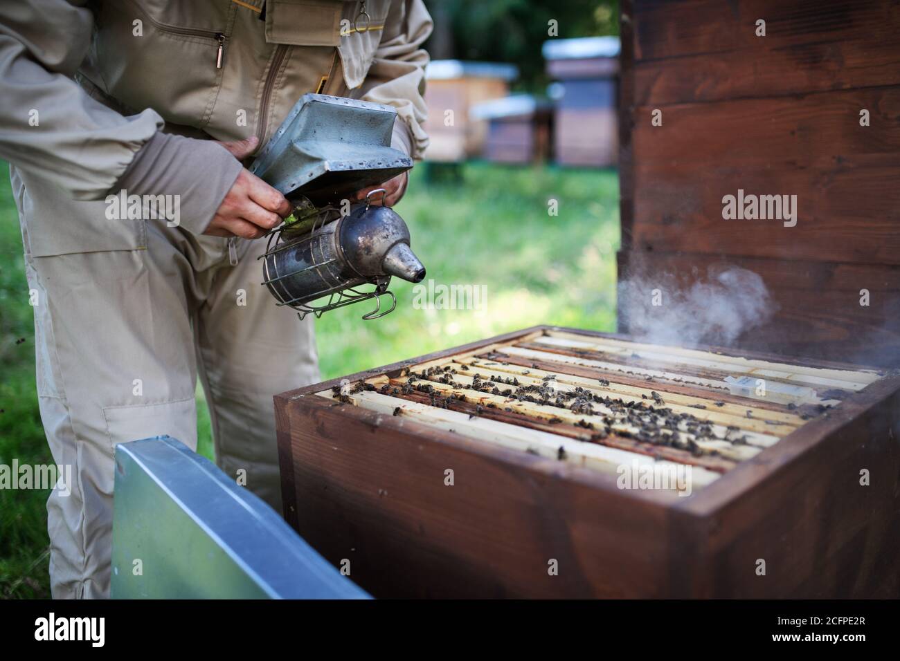 Unrecognizable man beekeeper working in apiary, using bee smoker Stock ...