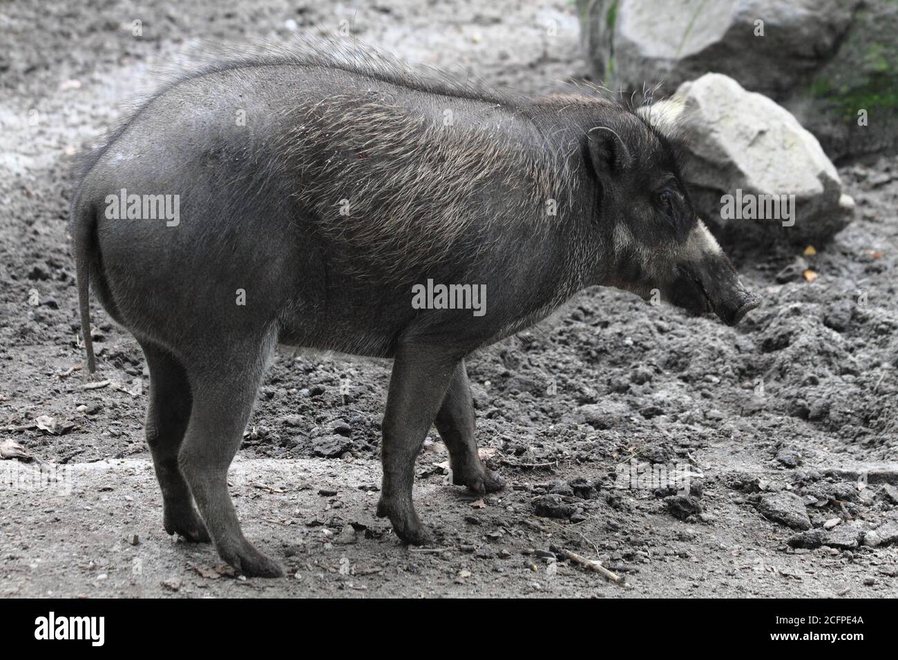 small wild pig in his dark forest Stock Photo - Alamy