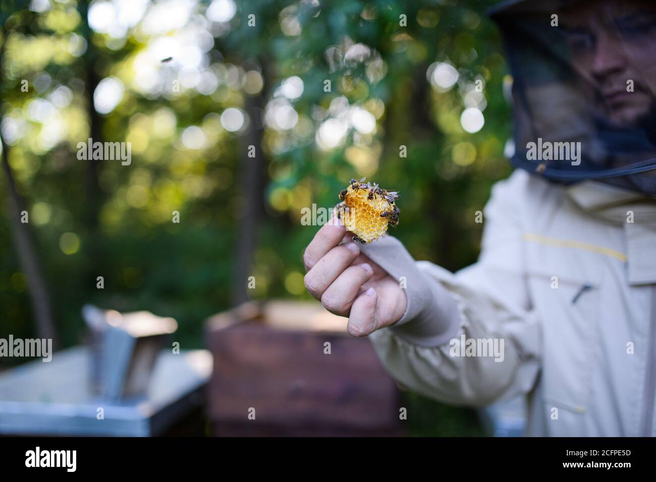 Man beekeeper holding piece hi-res stock photography and images - Alamy