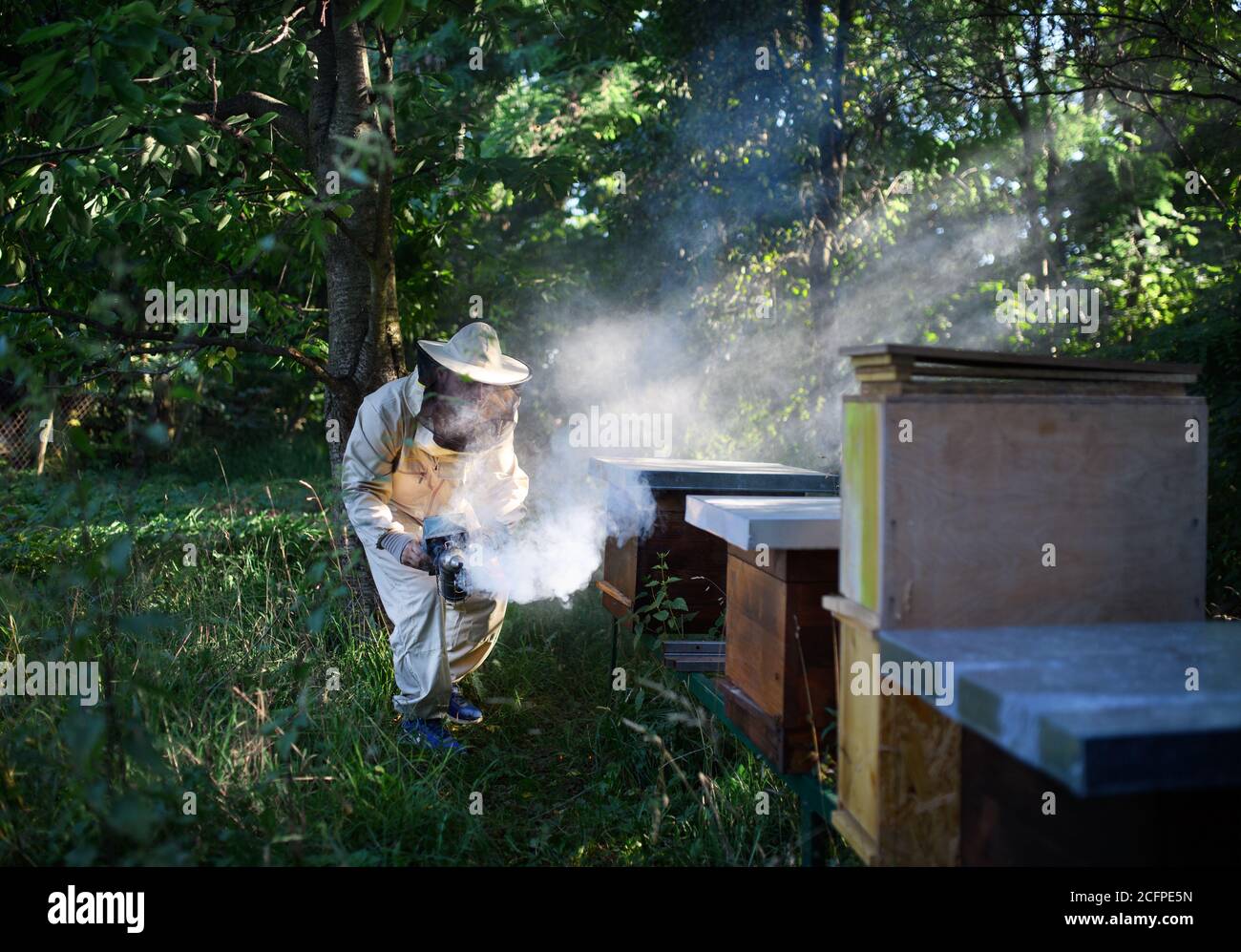 Portrait of man beekeeper working in apiary, using bee smoker Stock ...