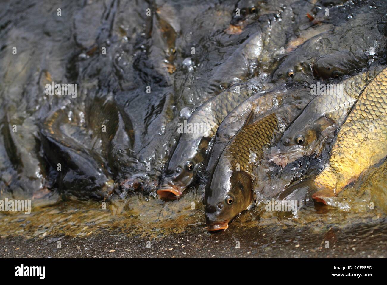 hungry carp fishes (this fish is traditional czech christmas food Stock ...