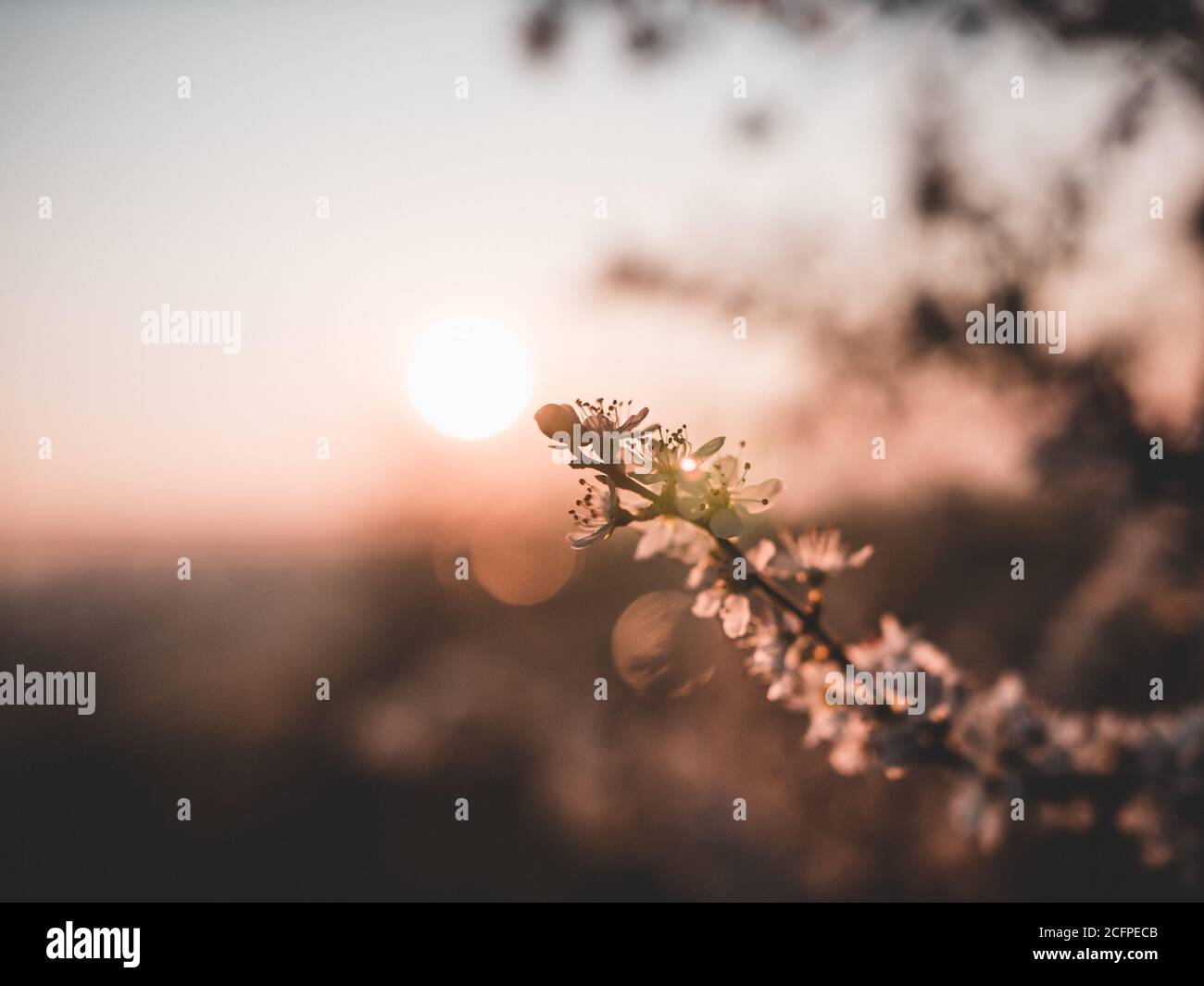 Selective focus shot of a blooming cherry blossom tree branch during ...