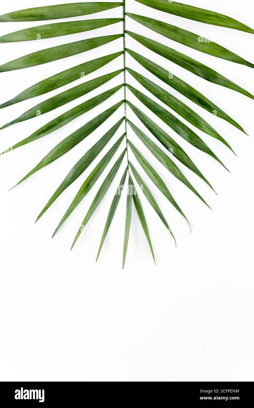 Composition green tropical leaf Cut Out Stock Images & Pictures - Alamy