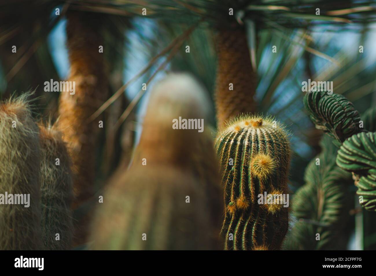 Selective focus shot of cactus plants Stock Photo - Alamy