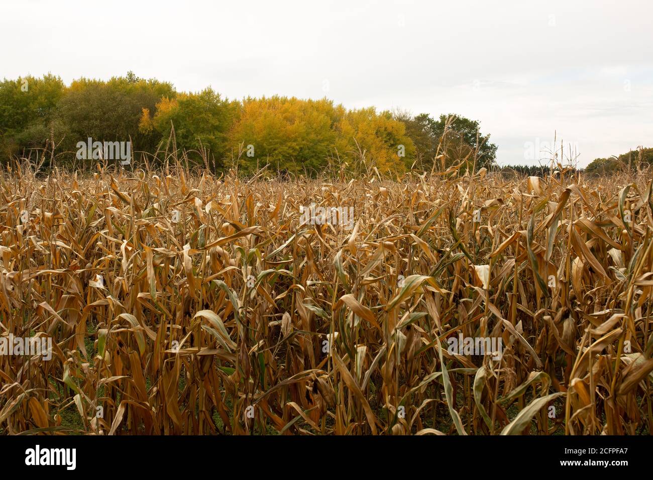 Sweet corn Maize brown plants left for wildlife in autumn in England ...