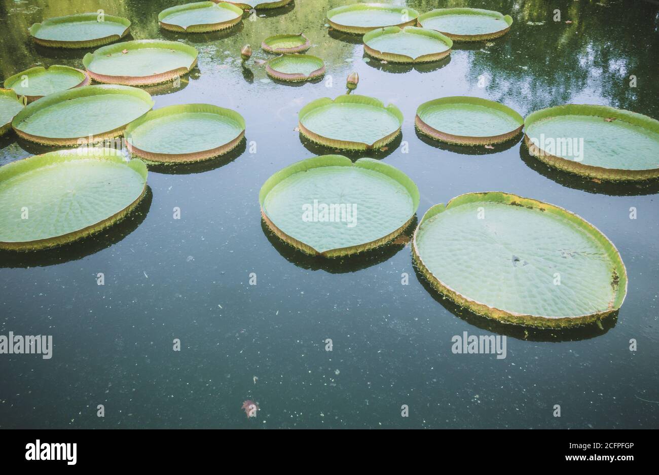 Pond platter hi-res stock photography and images - Alamy