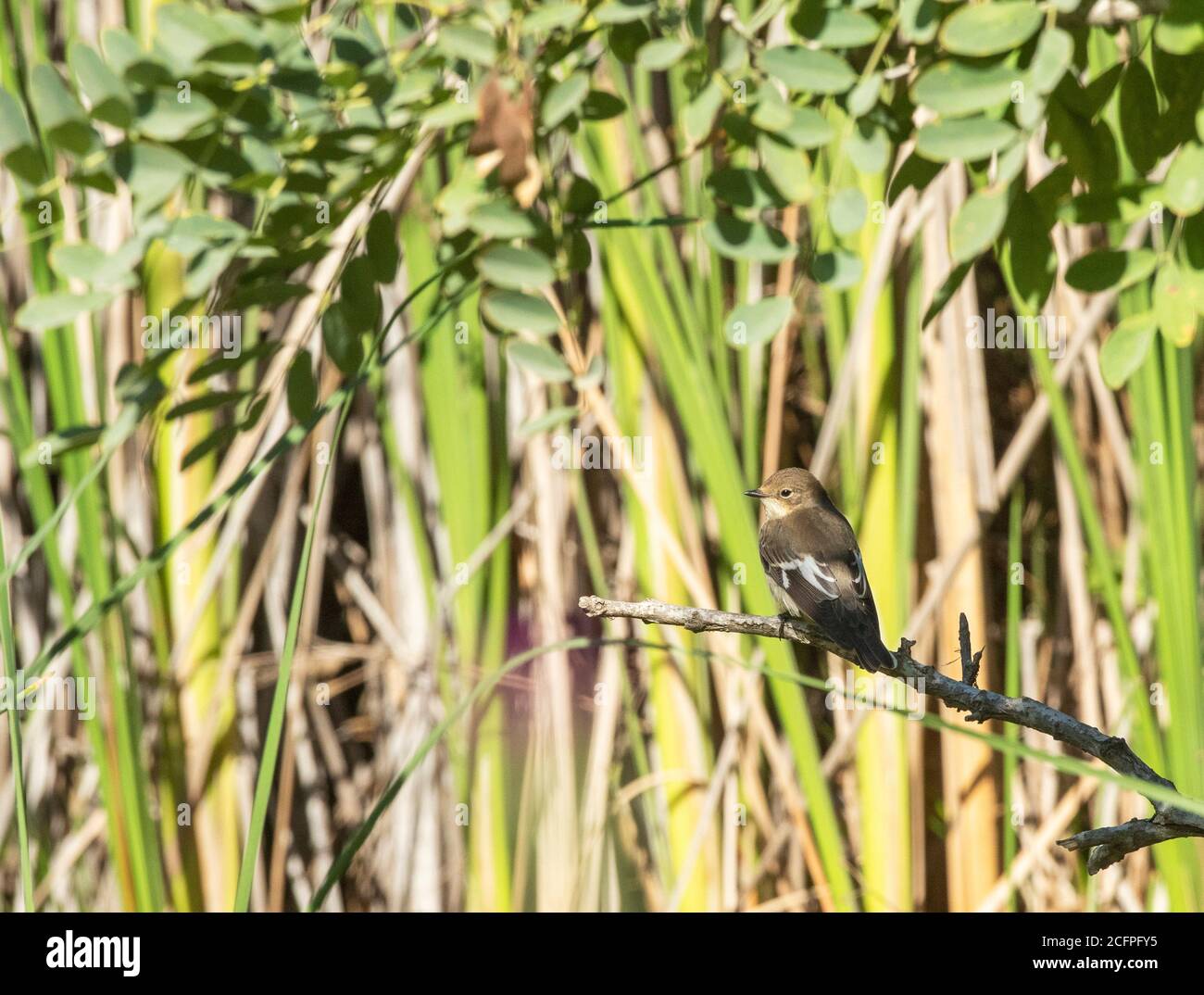 collared flycatcher (Ficedula albicollis), First-winter perched in ...