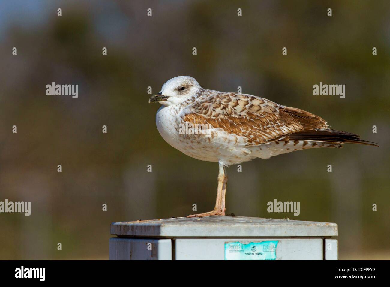 Armenian gull (Larus armenicus), immature perching on a junction box ...