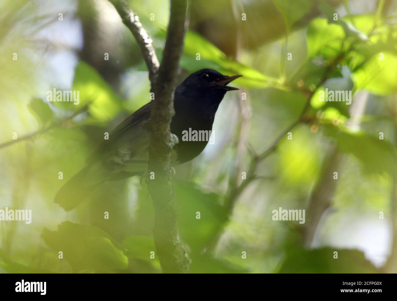 black-throated blue robin (Calliope obscura, Erithacus obscurus ...