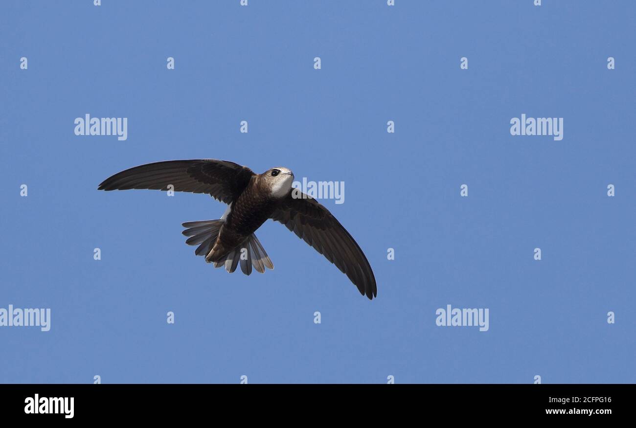 House swift, Little Swift (Apus affinis), juvenile in flight, Spain ...