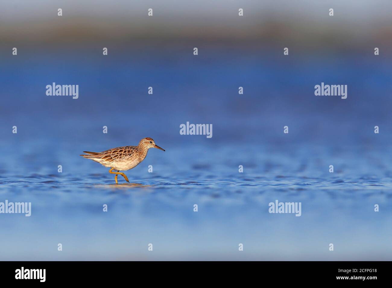 sharp-tailed sandpiper (Calidris acuminata), wading in shallow water ...